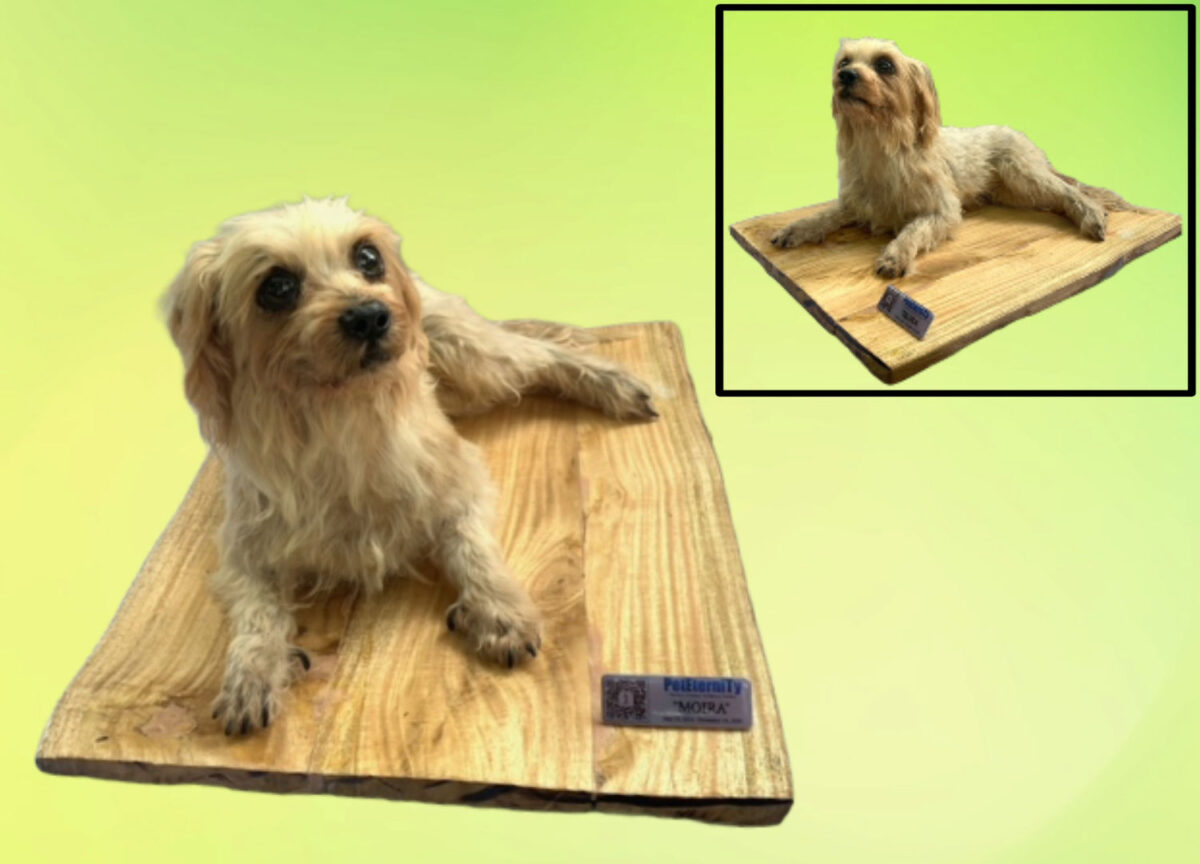 Desired Position and Reference Form – Taxidermist Pets PH