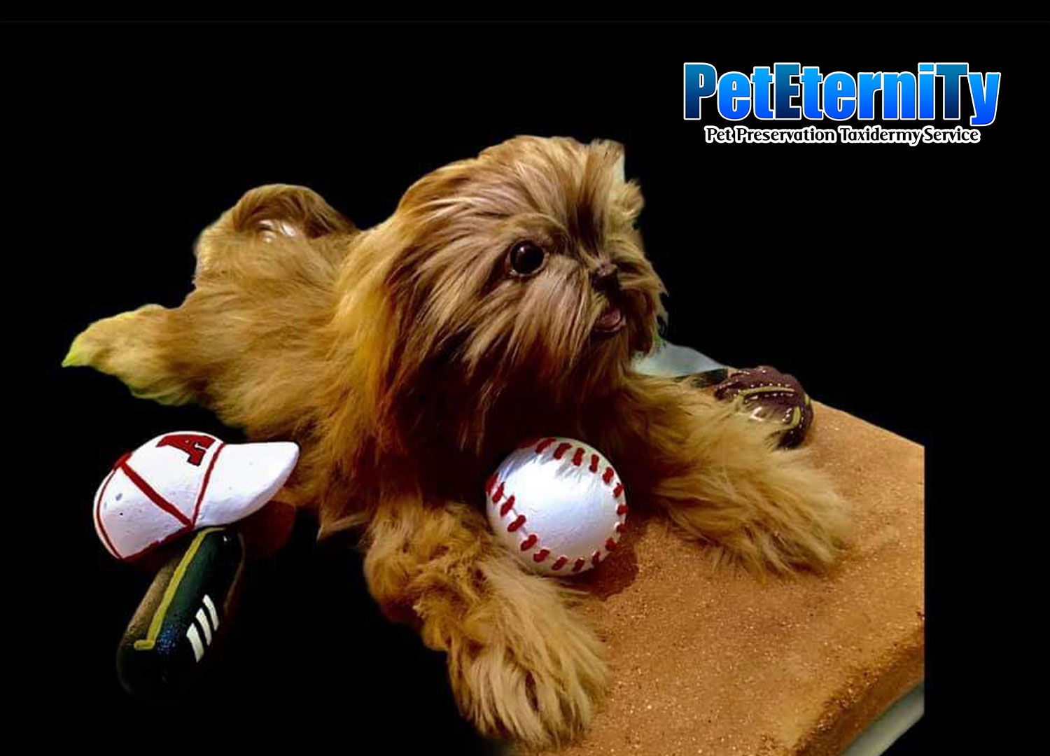 Sample Position – Taxidermist Pets PH